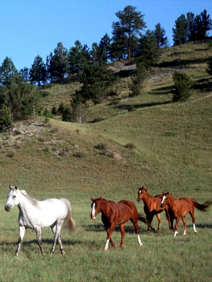 Montana Mountain Ranch riding holiday in USA - Far and Ride