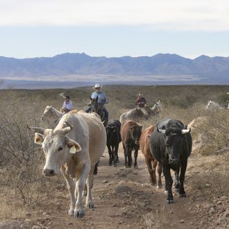 Horse riding holidays in USA (13 destinations) - Far and Ride